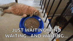 Playful Cat Anxiously Waiting GIF | GIFDB.com