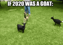 Funny Goat Gifs