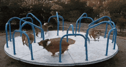 Playground Dogs Running Playtime GIF | GIFDB.com