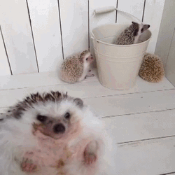Playing Hedgehog Friends GIF | GIFDB.com