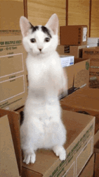 Pleading Cat Standing GIF | GIFDB.com