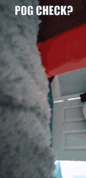 Pog Check Dog GIF | GIFDB.com