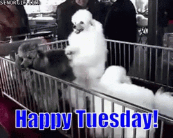 Poodle Dog Dancing Happy Tuesday Meme GIF | GIFDB.com