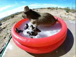 Pool Party Capybara Ducks GIF | GIFDB.com