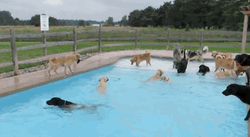 Pool Party Dog Happy Swimming GIF | GIFDB.com