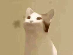 Popcat 498 X 373 Gif GIF | GIFDB.com