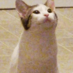 Popcat Cat Meme GIF | GIFDB.com
