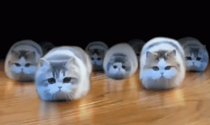 Popcat Kitty City Cyriak GIF | GIFDB.com