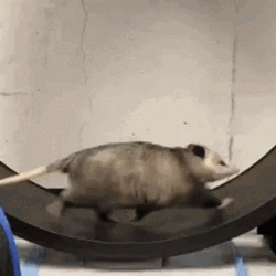 Possum Running On The Wheel GIF | GIFDB.com