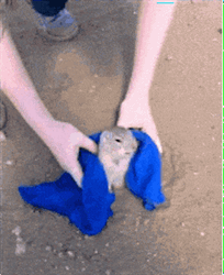 Prairie Dog Got Out Of The Hole GIF | GIFDB.com