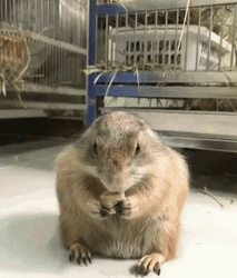 Prairie Dog Surprised Reaction GIF | GIFDB.com