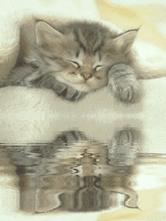 Sleepy Cat GIFs | GIFDB.com