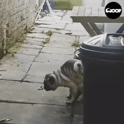 Pug Cool Vibe Walking In Two Feet GIF | GIFDB.com