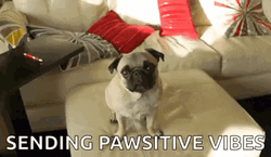 Pug Cute Dogs Sending Positive Vibes GIF | GIFDB.com