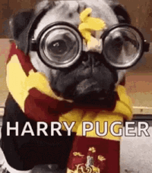 Pug Harry Pugger Cosplay GIF | GIFDB.com