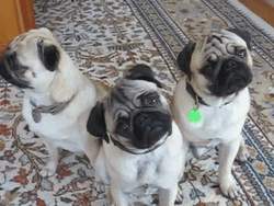 Pugs Looking Side By Side GIF | GIFDB.com