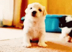 Puppy Cute High Five GIF | GIFDB.com