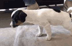 Puppy Dog Throw Up Toy GIF | GIFDB.com