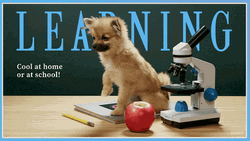 Puppy Learning Back To School GIF | GIFDB.com