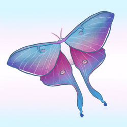 Purple Pink Beautiful Moth GIF | GIFDB.com