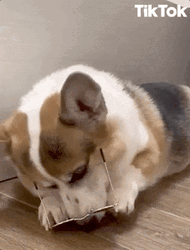 Putting On Glasses Dog Sunglasses GIF | GIFDB.com