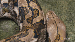 Python Rubbing It's Head On Body GIF | GIFDB.com