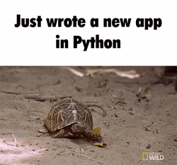 Python Wrote New App Slow GIF | GIFDB.com