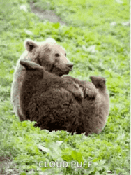 Queef Grizzly Bear Cloud Puff GIF | GIFDB.com