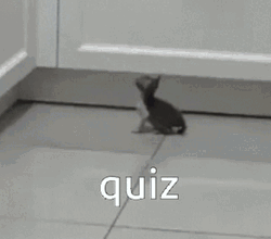 Quiz Cute Cat Jump Meme GIF | GIFDB.com