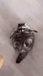 Raccoon Catching Bread GIF | GIFDB.com