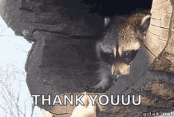Raccoon Thank You GIF | GIFDB.com