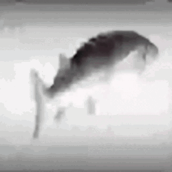 Rapid Spinning Silver Cod Fish GIF | GIFDB.com