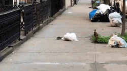 Rat Eating Cellophane With Pizza Inside GIF | GIFDB.com