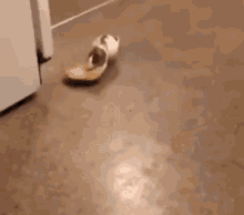 Rat Jumping Takes Bread GIF | GIFDB.com