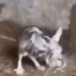 Rat Stepped On Bait Meme GIF | GIFDB.com