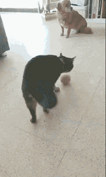 Rattled Bouncy Grey Cat GIF | GIFDB.com