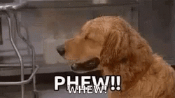 Relieved Phew Whew Dog GIF | GIFDB.com
