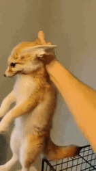Restrained Scruffed Cute Fennec Fox GIF | GIFDB.com