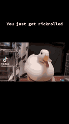 Rickroll Rick Astley Duck Tiktok Cover GIF | GIFDB.com
