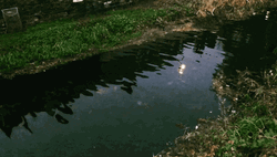River Calm Water Wave GIF | GIFDB.com