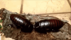 Roach Fighting GIF | GIFDB.com