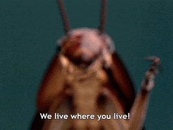 Roaches Live Where You Live GIF | GIFDB.com