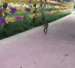 Monkey Roller Skating GIF | GIFDB.com