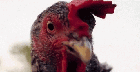 Rooster Intense Stare Close Up GIF | GIFDB.com