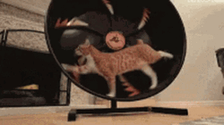 Rotating Cat Running GIF | GIFDB.com