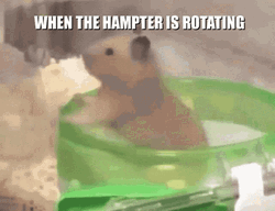 Rotating Hampter With No Thoughts GIF | GIFDB.com