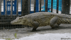 Running Crocodile GIF | GIFDB.com