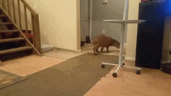 Running Happy Capybara GIF | GIFDB.com