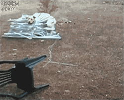 Running Trapped Dog GIF | GIFDB.com
