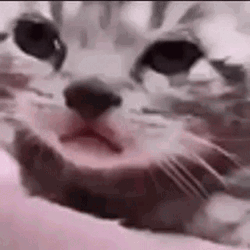 Sad Cat Big Tears GIF | GIFDB.com